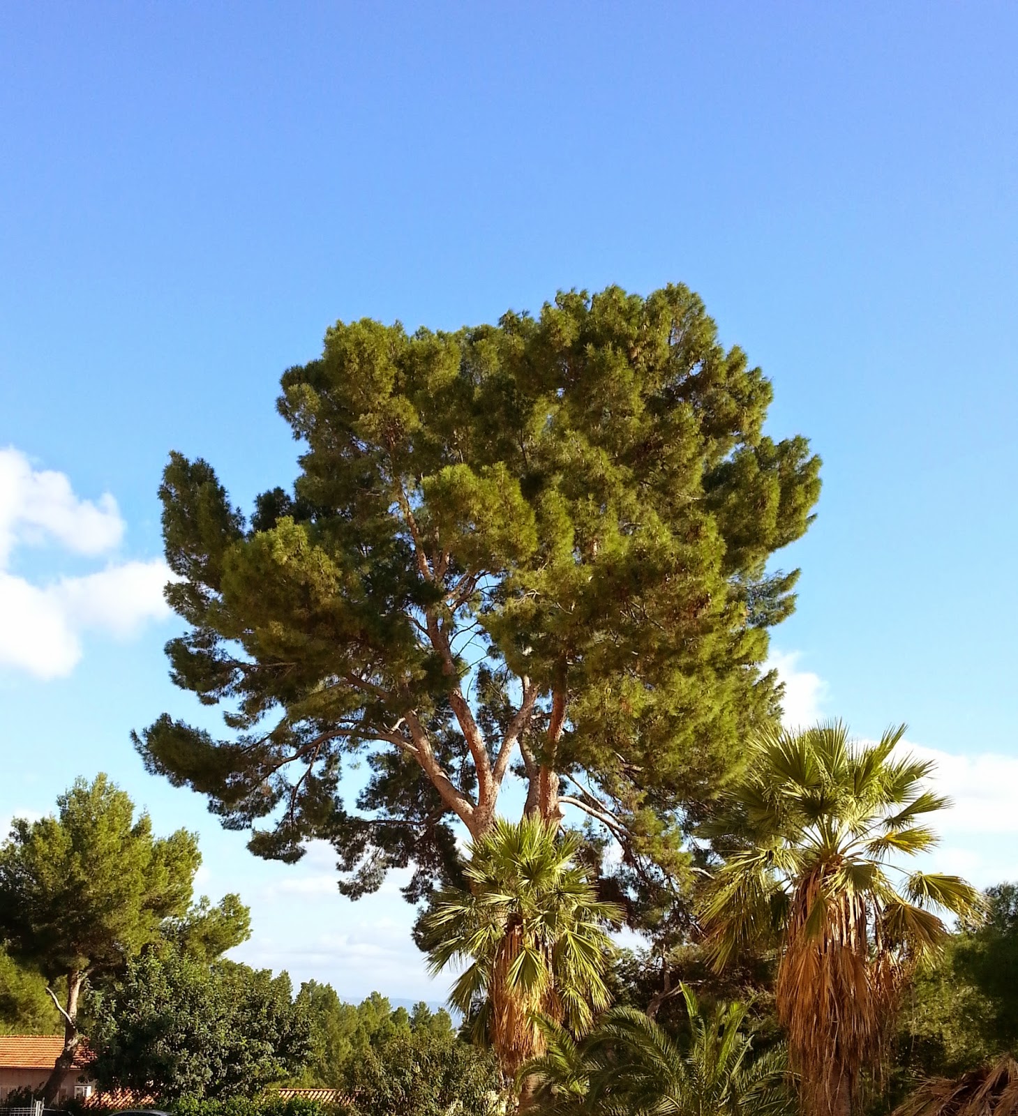 Cagliari in Verde: I Pini dell'ospedale Binaghi