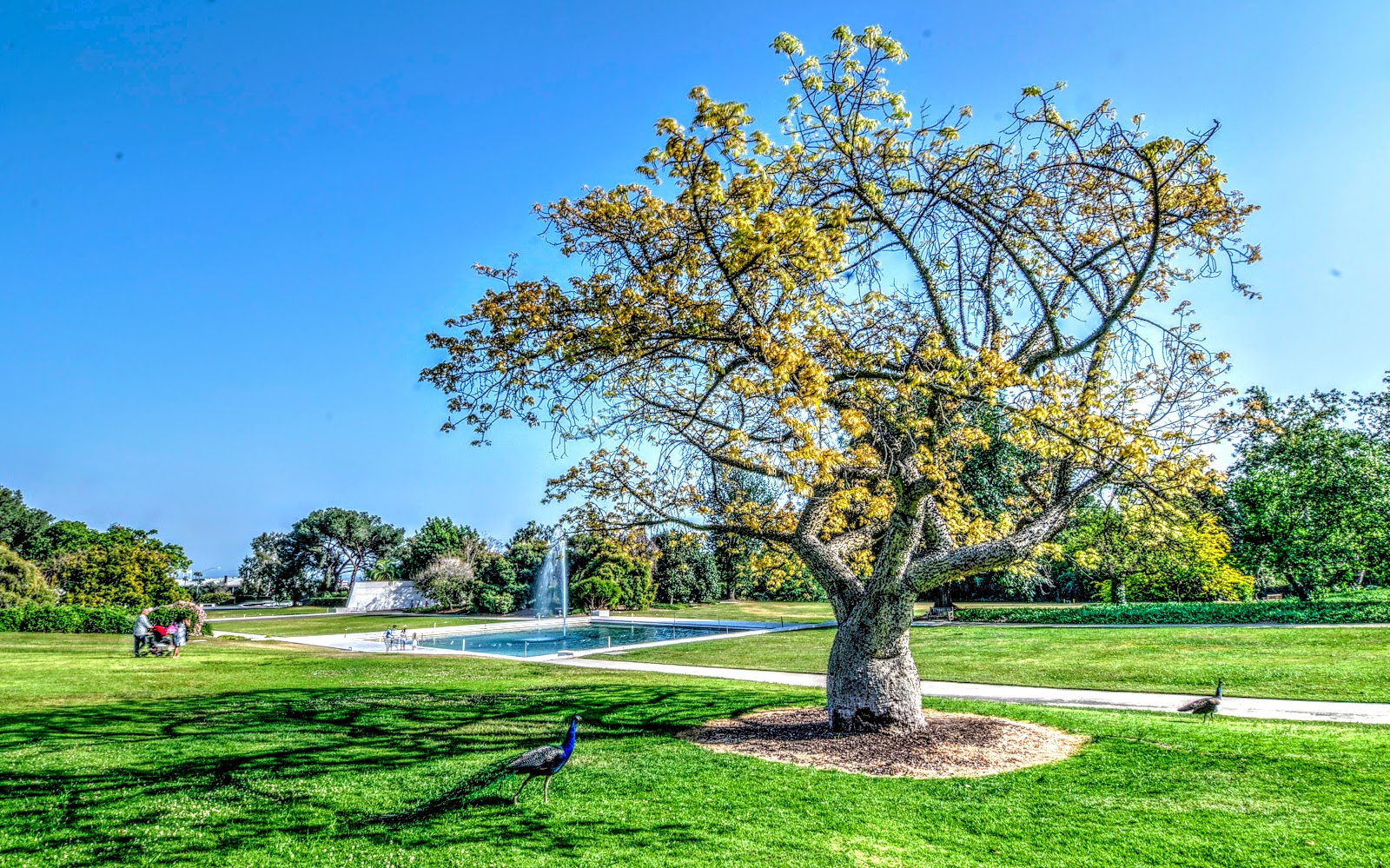 L.A. County Arboretum & Botanic Garden Plant Info: Out and About at the ...