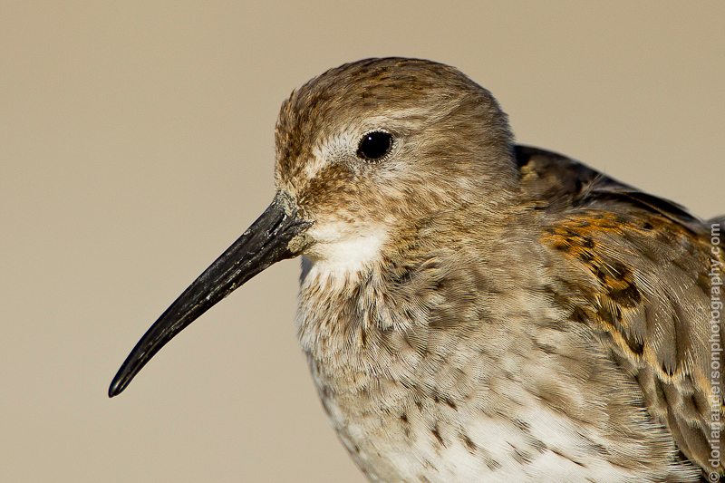 The Speckled Hatchback: Post #68 - IN YO FACE! Headshots of birds....