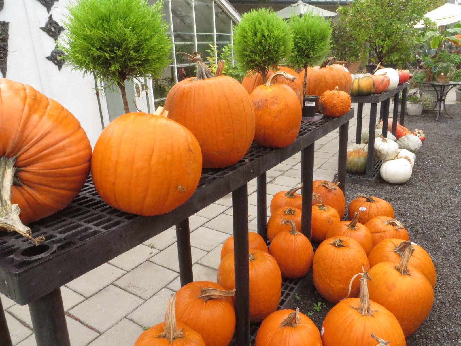 Fall Color at Drake's