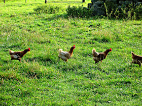 Chark Farm, Redmoor, Cornwall | Little Apple Tree