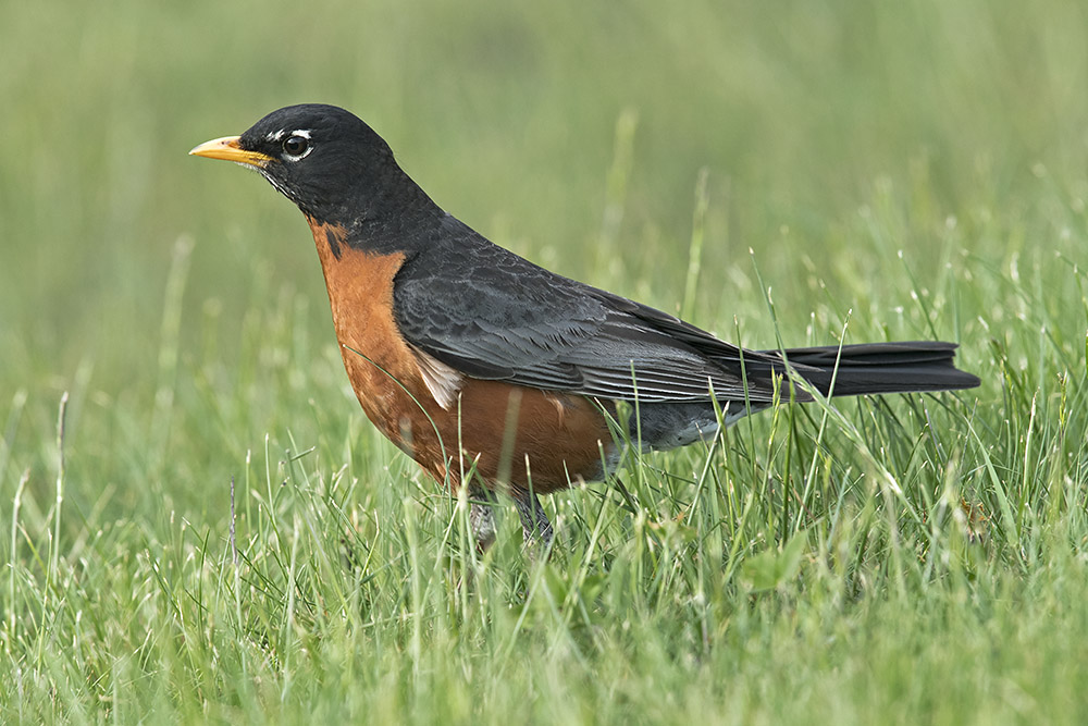 The Bruce Mactavish Newfoundland Birding Blog: A Stir Fry for American ...