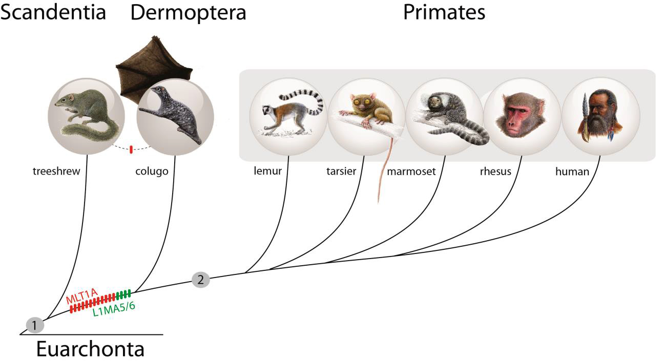 The Evolving Placenta: A colugo genome at last