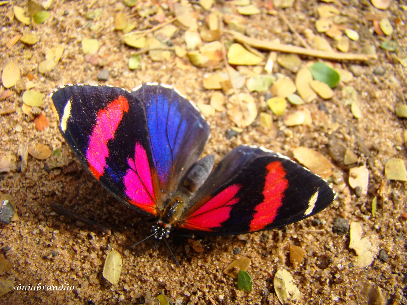 O pássaro impossível: A BELEZA DAS BORBOLETAS