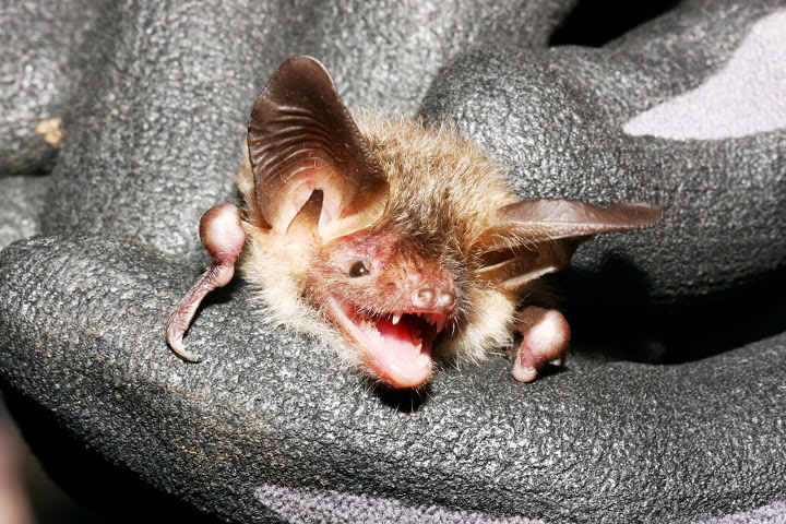 Brandt's, Whiskered and Alcathoe bats: My MSc research: August 2013