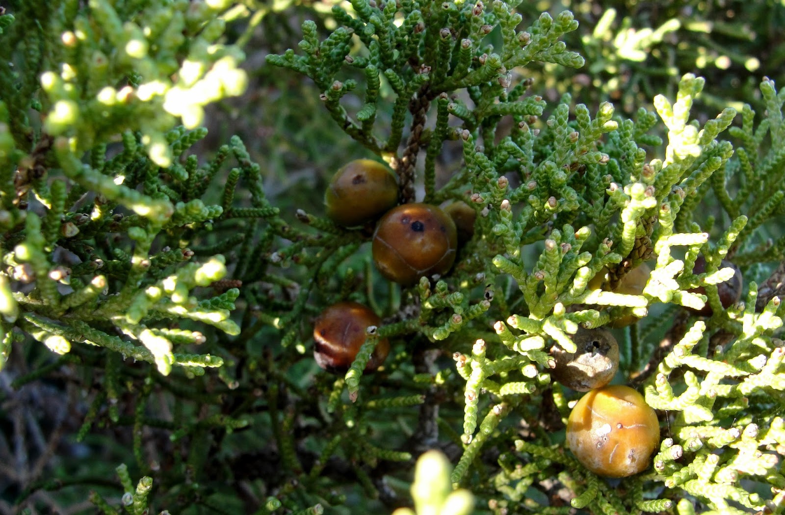 imatges de menorca: SAVINA - SIVINA (Juniperus phoenicea L. subsp ...