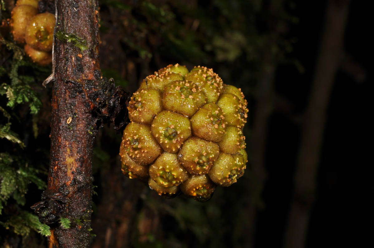 Flora dan Fauna Sulawesi Utara - THE COLOUR OF INDONESIA