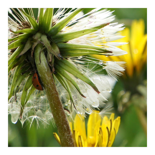 jardin de marguerite: Microcosmos