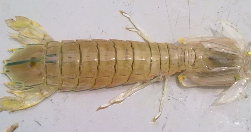 Klasifikasi Lengkap Udang Mantis (Harpiosquilla raphidea) - GO-PERIKANAN