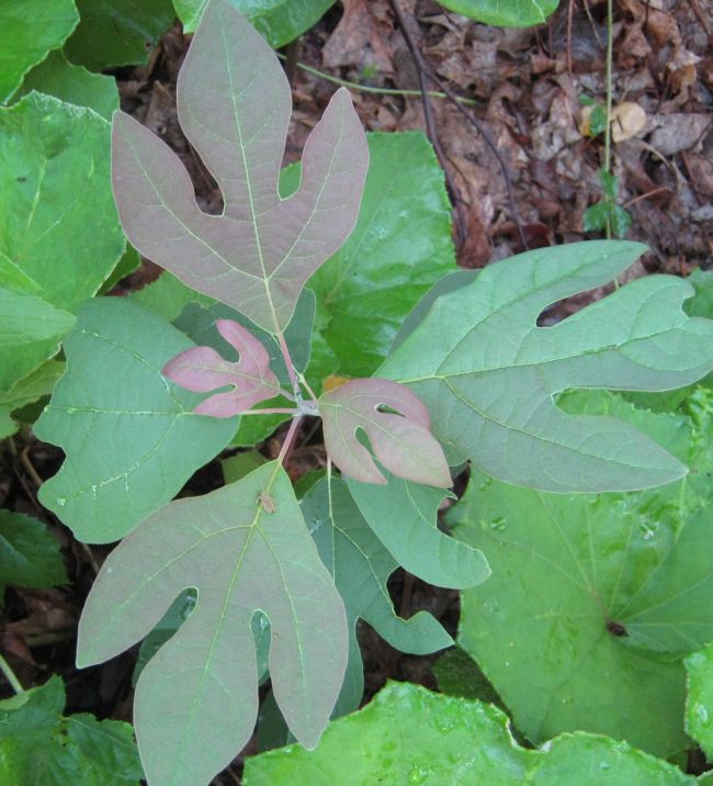 Future Plants by Randy Stewart: Sassafras