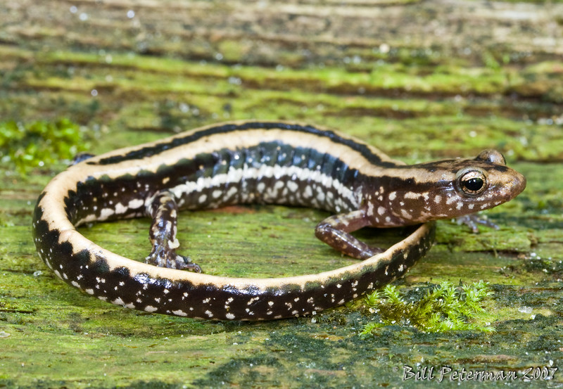 Reptiles and Amphibians: Salamandra de tres líneas (Eurycea guttolineata)