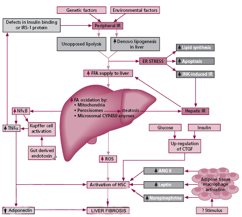 Gislene Torres: Esteatose Hepática