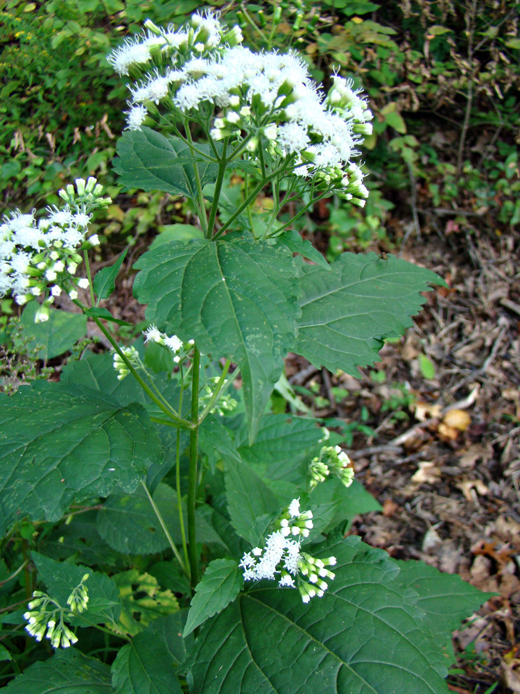 Rurification | Robin Edmundson: Eupatorium - Part 3