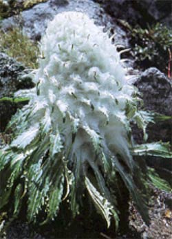 Herbs-Treat and Taste: SNOW LOTUS: SPECTACULAR SNOW LOTUS - AN AMAZING HERB
