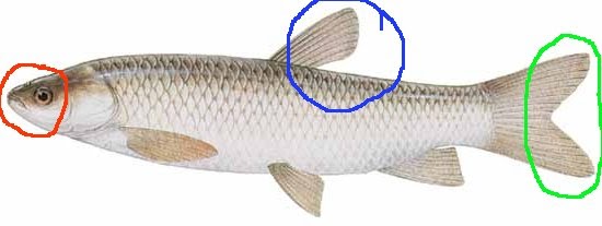 Gauteng Noord Hengel: GRASKARP VS GEELVIS