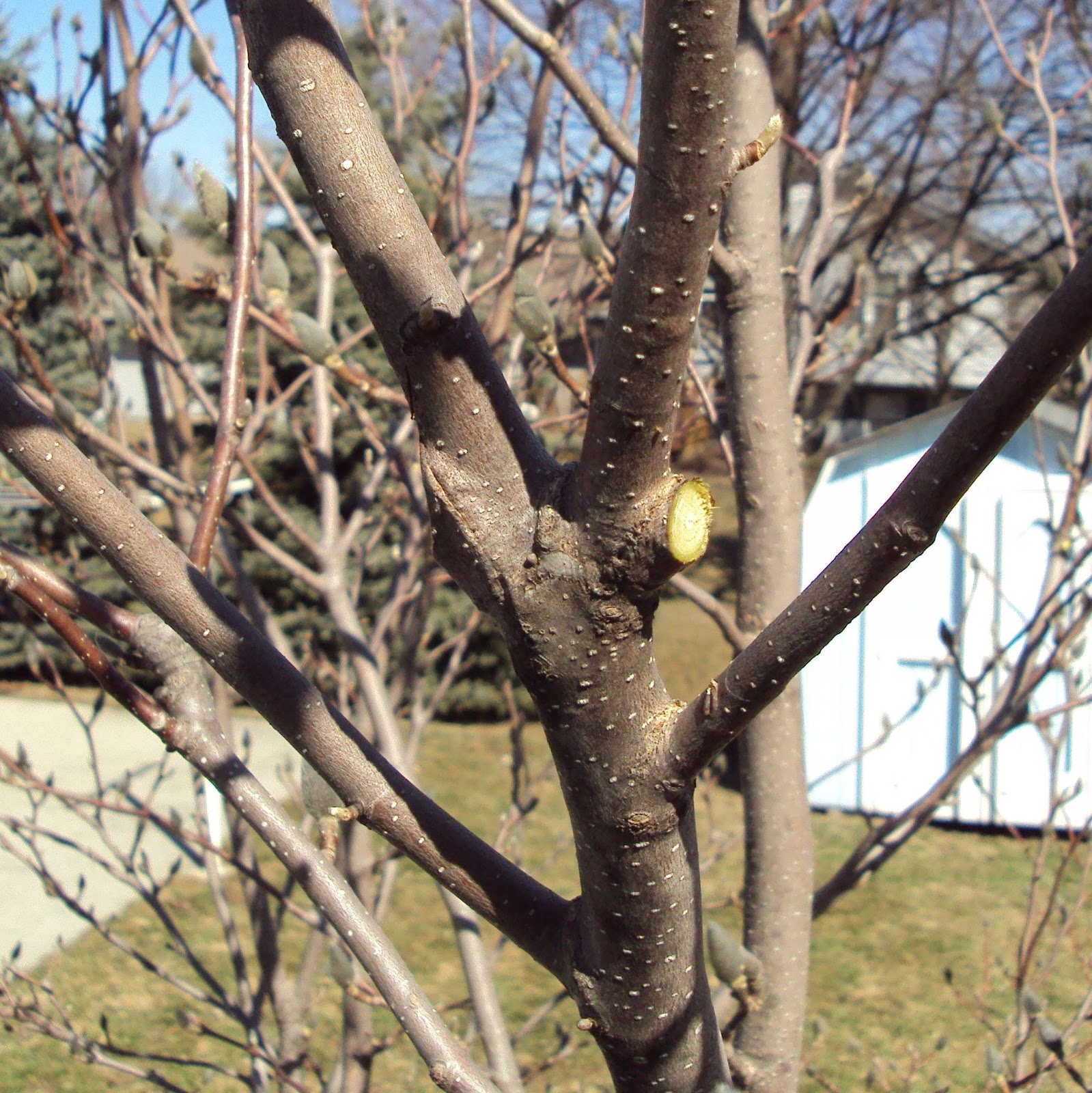 "Goodness in the Garden": "Yes! You Can" - Pruning the Canopy of a Tree