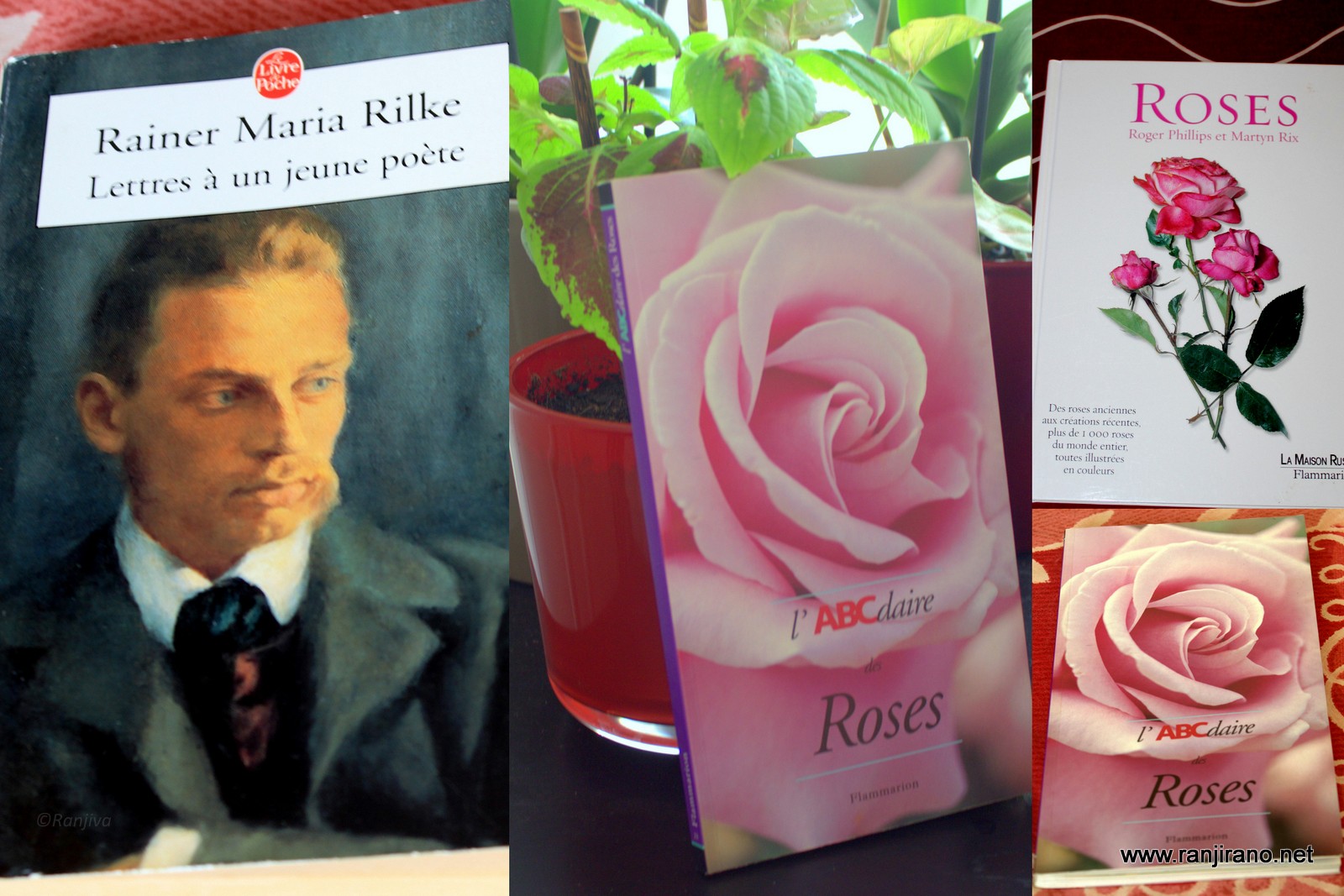 Des roses éclatantes et un poète [Rainer Maria Rilke]... | Paysages et ...