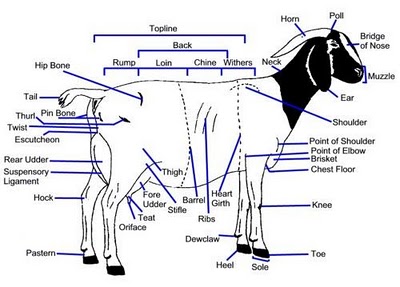 Ternakan Kambing: Kenali Anggota Badan Kambing
