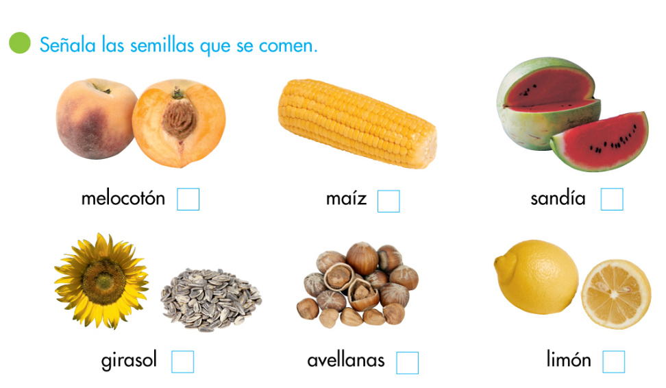 EL BLOG DE SEGUNDO: LA FLOR, EL FRUTO Y LA SEMILLA