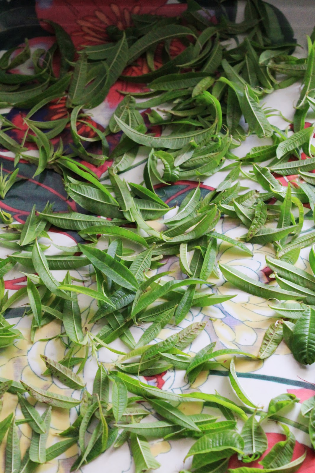 {entreter os dias}: { limonete, a 1.ª colheita do ano