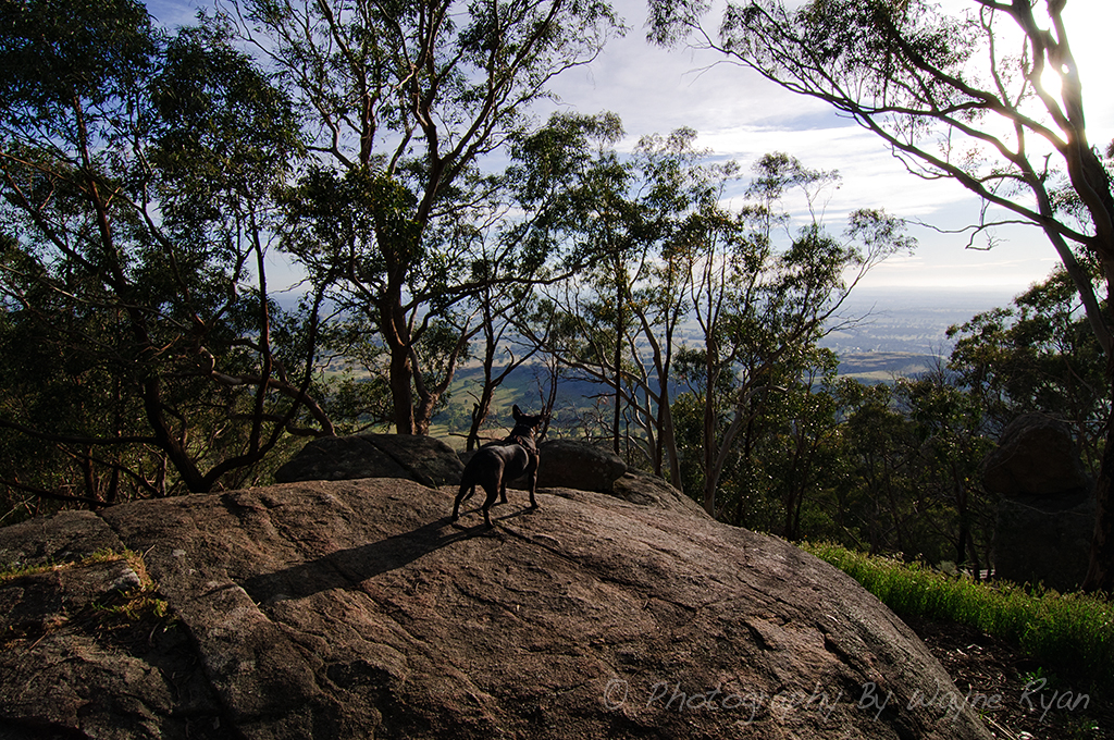 Wayne Ryan's blog: Mount Alexander