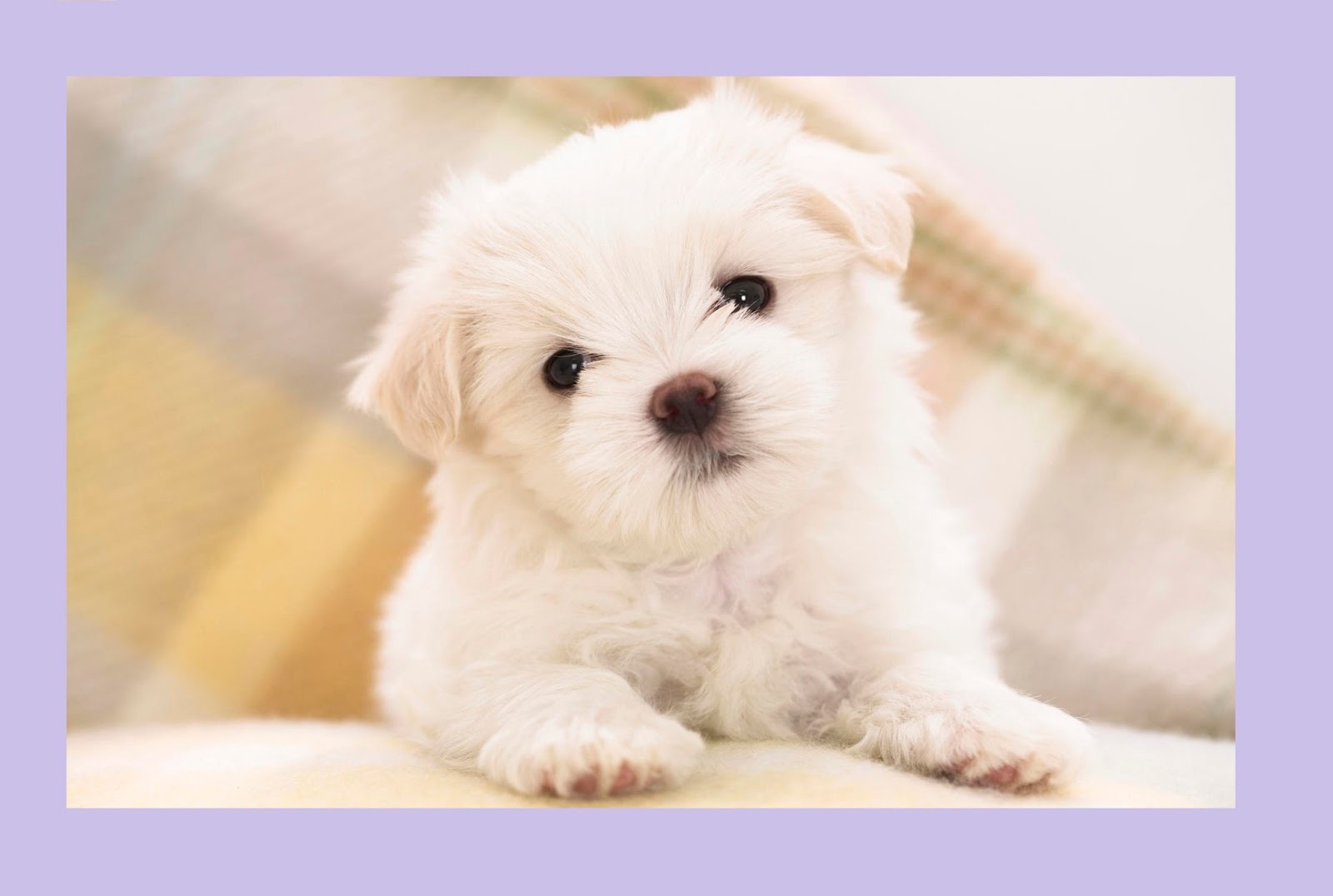 Vivir solo cuesta vida: Perritos Lindos ♥