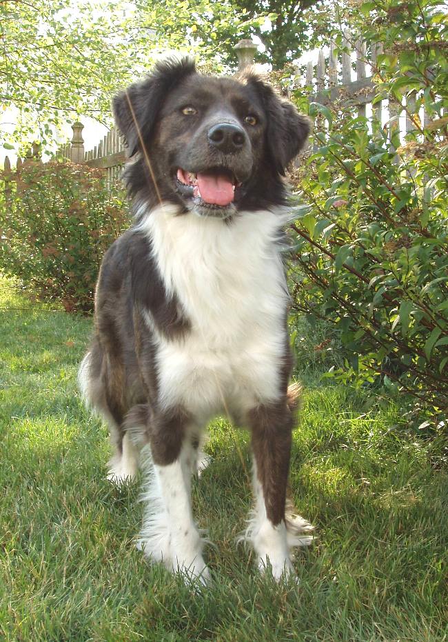 Raise a Green Dog!: Is your lawn killing your dog?