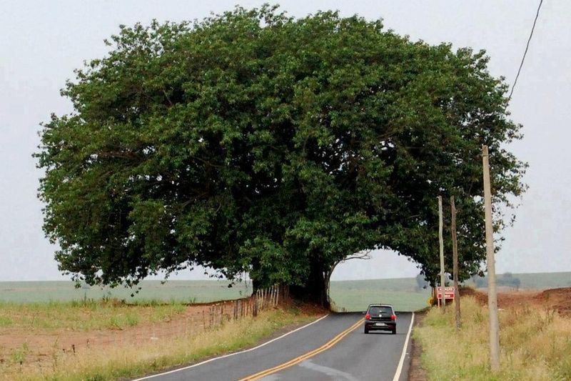Beautiful World : The Most Beautiful Tunnels of Trees From Around the World