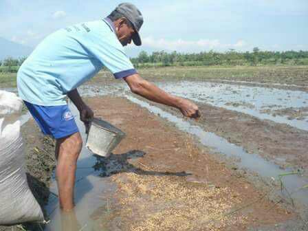 [PENYULUHAN] MEMBUAT PERSEMAIAN KERING PADI ~ AfandiEkaPutra