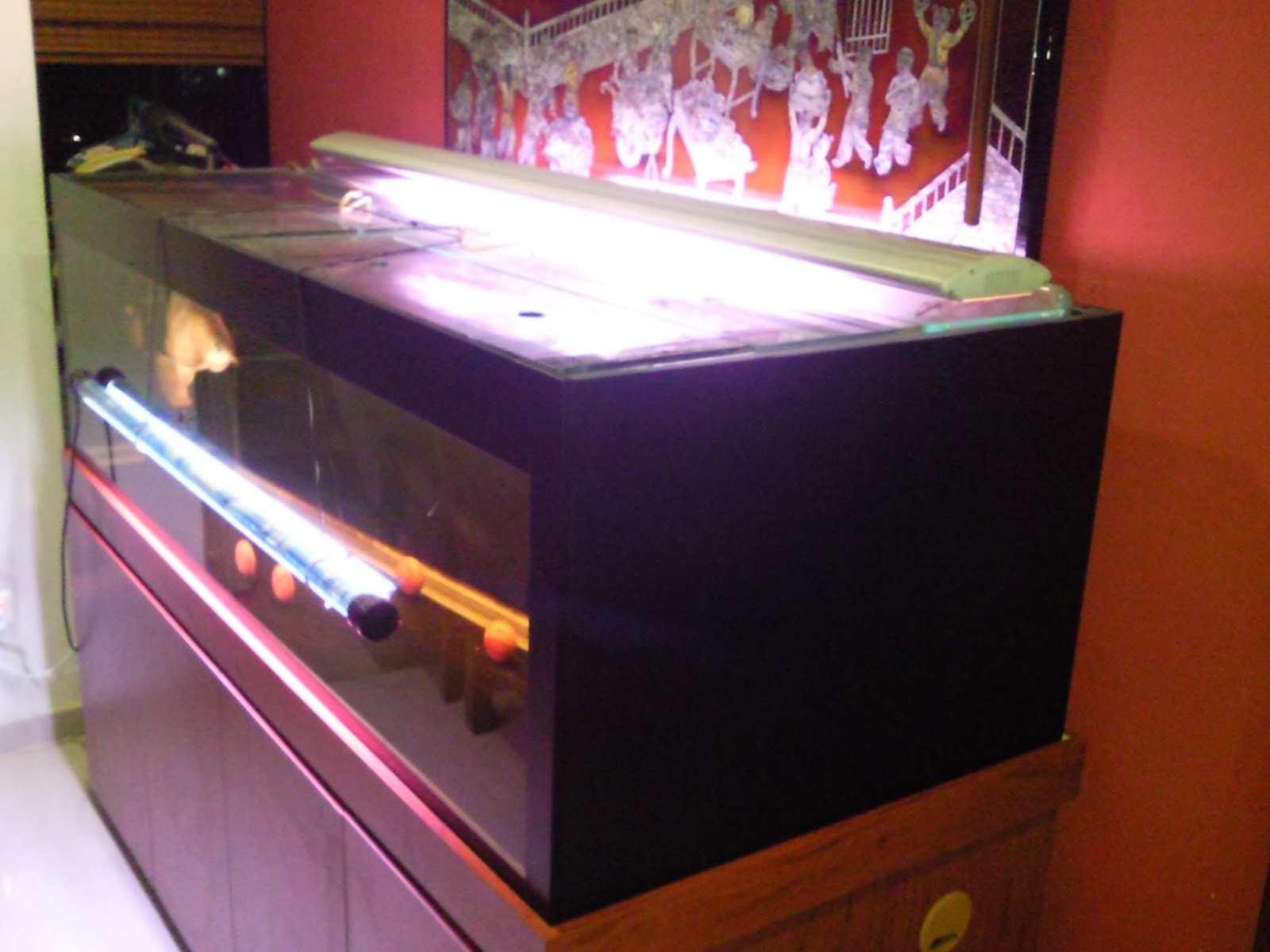 Tropical Fisher Man Fish Tanks And Aquarium CRS: SUPER RED AROWANA Need ...