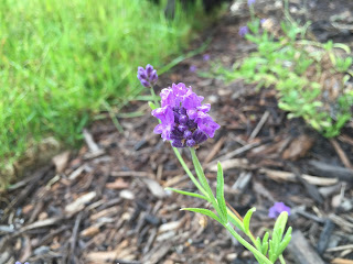 Garden Bloggers' Bloom Day - May 2015 [Backyard Neophyte Landscaping Blog]