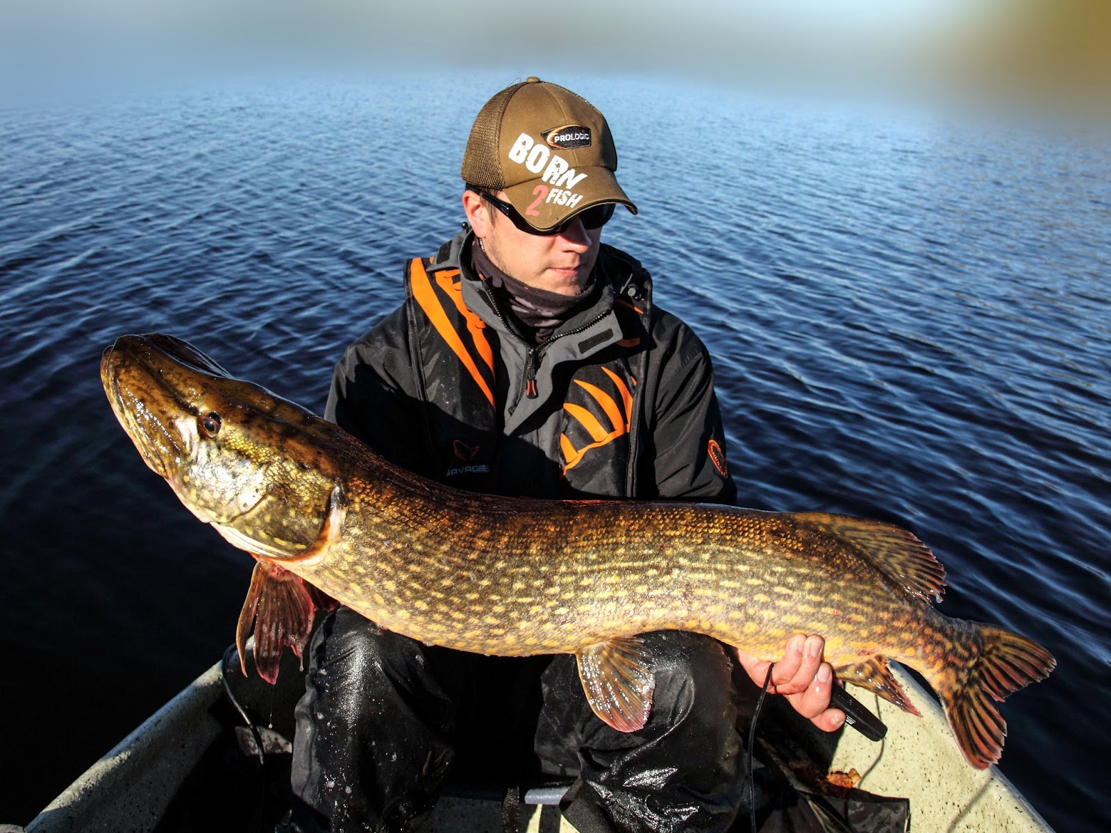 Löyhät siimat: Iso hauki!