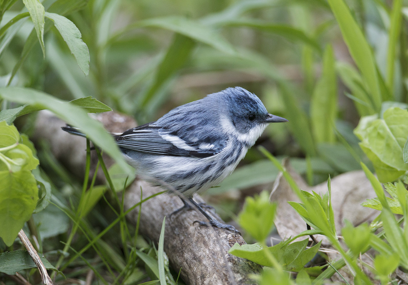 pewit: Cerulean Warbler