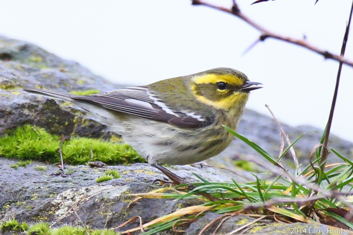 Union Bay Watch : Winter Warblers