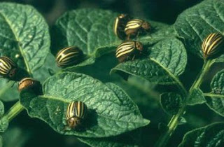 CreativaCale: Organska bašta-5 deo -Kako se osloboditi krompirove zlatice?