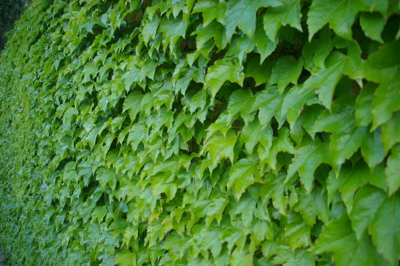 PLANTAS PARA TENER EN UNA CASA: PARRA VIRGEN