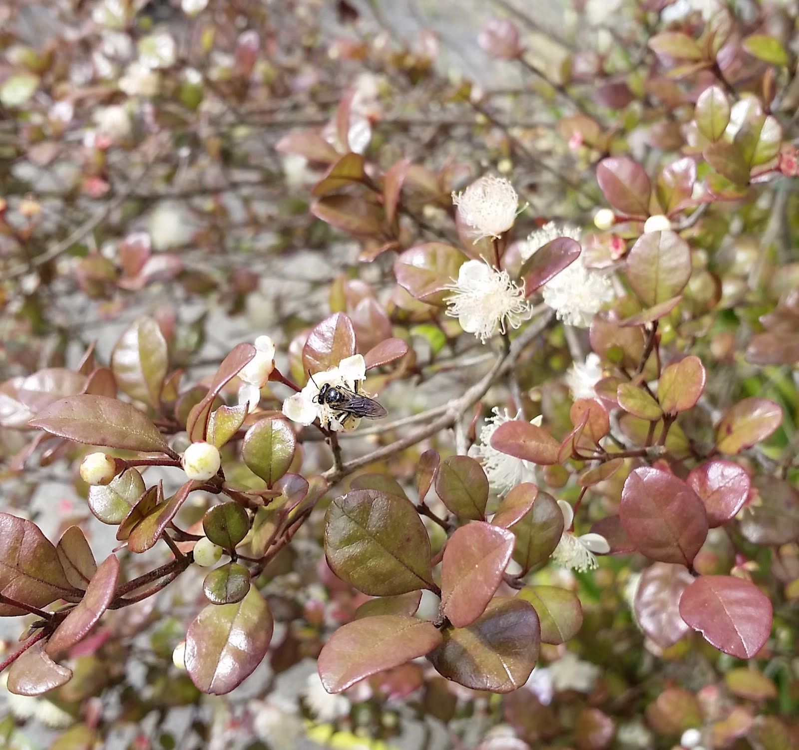 Beekeepers Blog: Native NZ Bees
