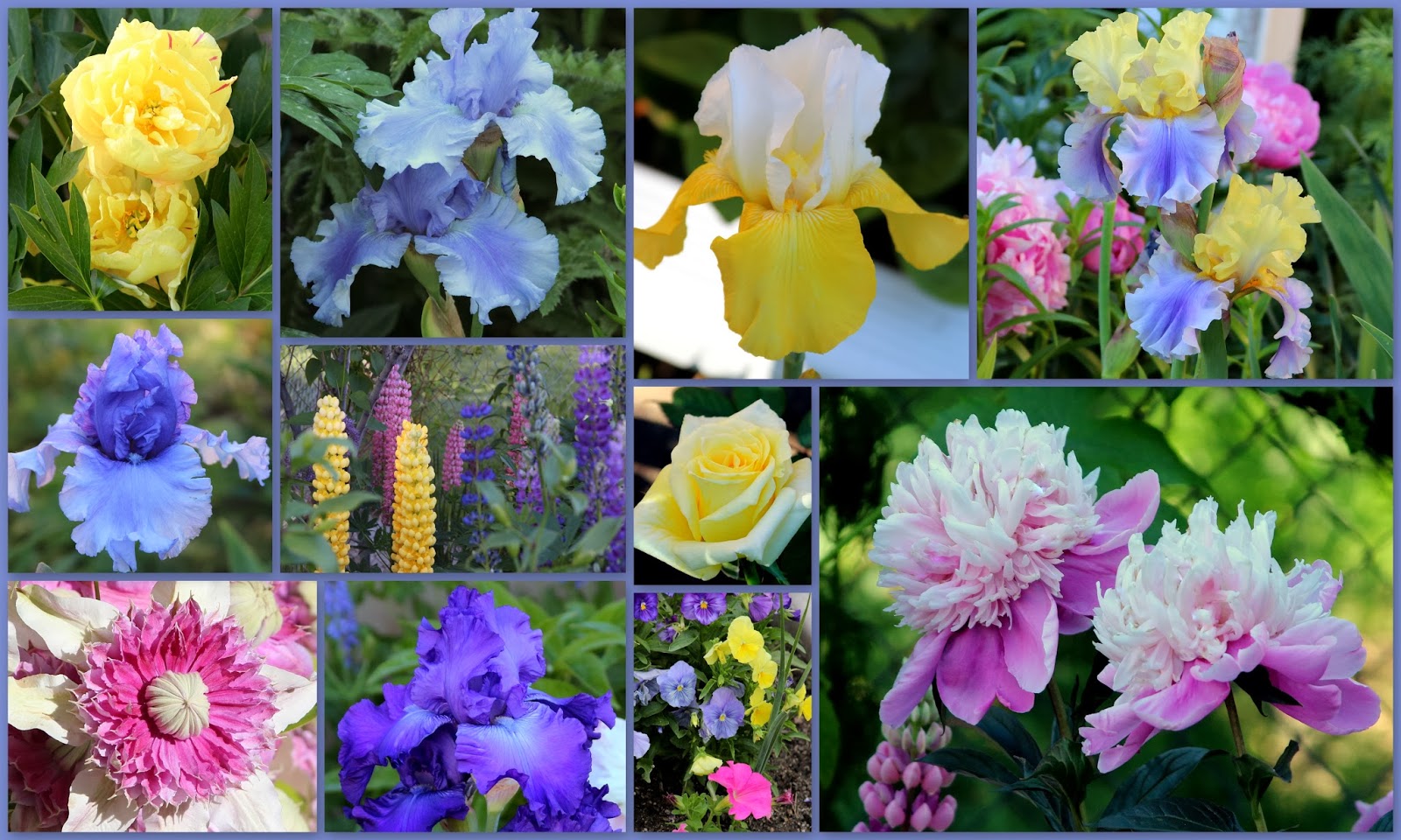 World of Irises: "Talking Irises" TALL BEARDED IRIS AND COMPANION ...