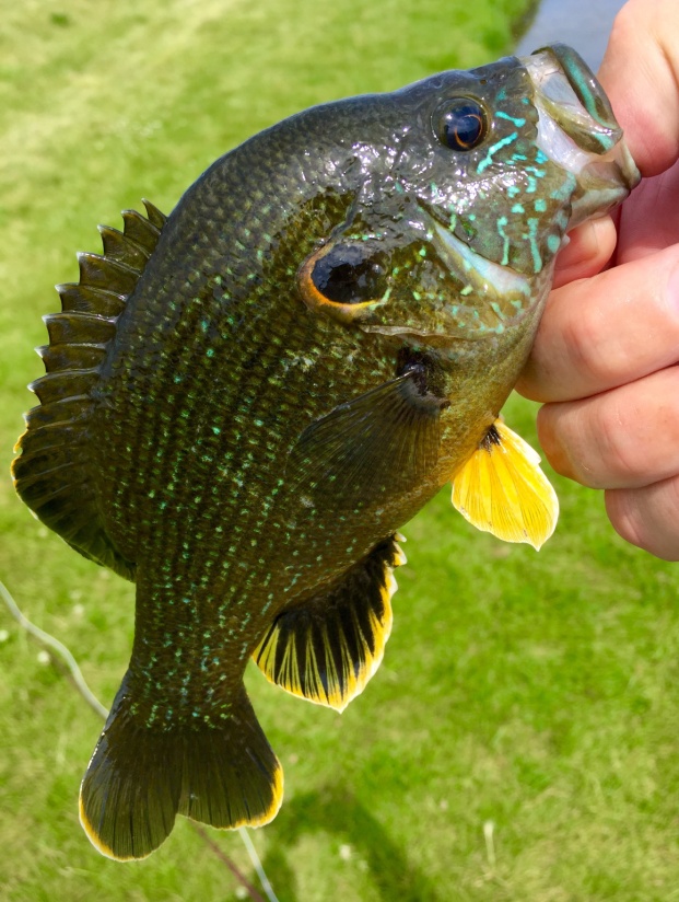 FishnDave: 33 Iowa Species on Fly Rod