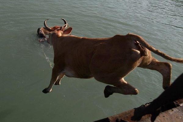 Zoo Animals: Funny Animals Taking a Bath