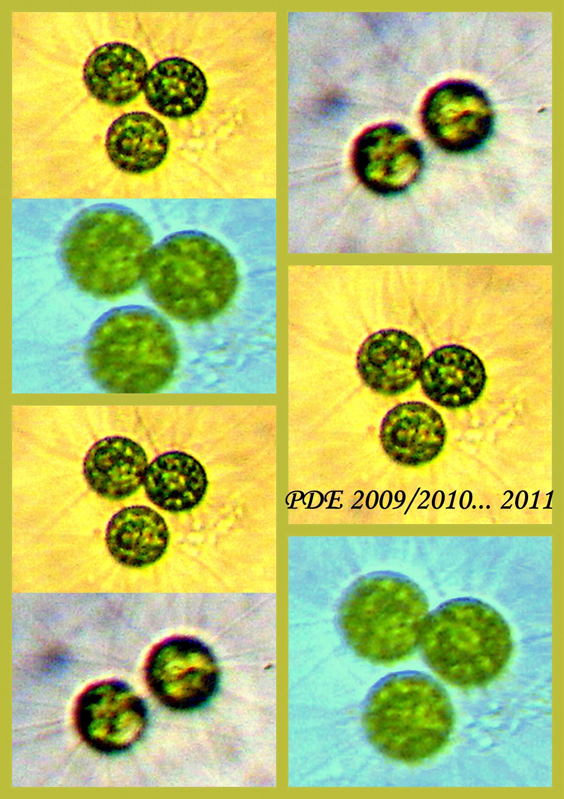 Cultivo de Microalgas em Fotobiorreatores: Cultivos e Microalgas...