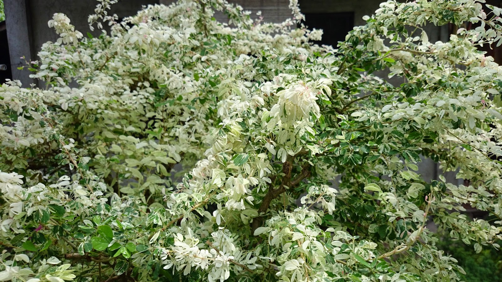 engels secret garden . . .: Pithecellobium dulce "variegated" Tamarind ...