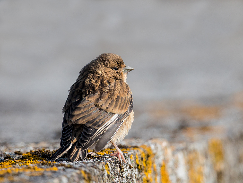 CAMBRIDGESHIRE BIRD CLUB GALLERY: Linnet