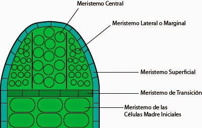el moderno prometeo: Histología Vegetal: Meristemos.