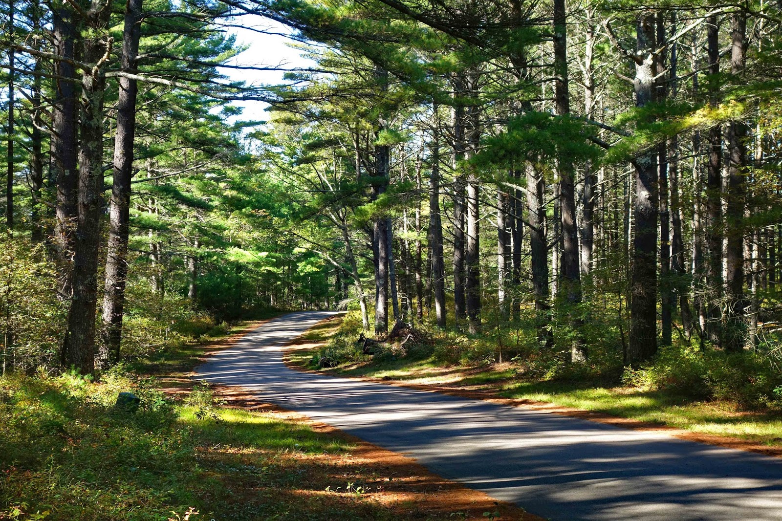 Joe's Retirement Blog: Fall, Walk in the Woods, Myles Standish State ...