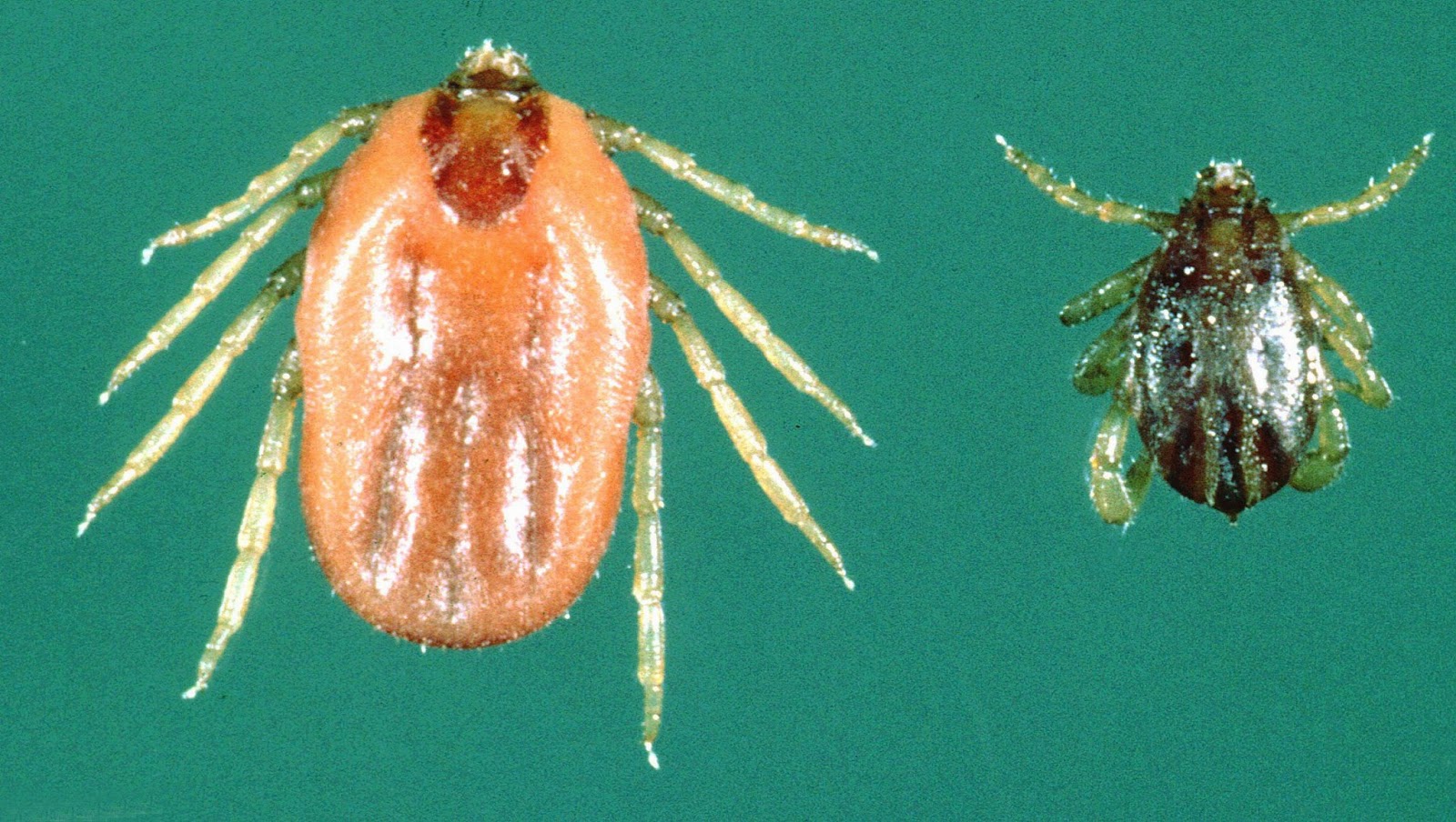 Control de Plagas en Sanidad Ambiental: Ixodida