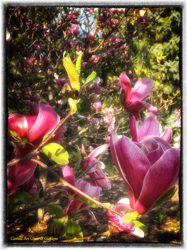 Conrad Art Glass & Gardens: #2 of "The 2017 garden year in review ...