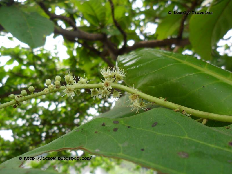 Kath Badam Ful (কাঠ বাদাম ফুল) - Terminalia catappa