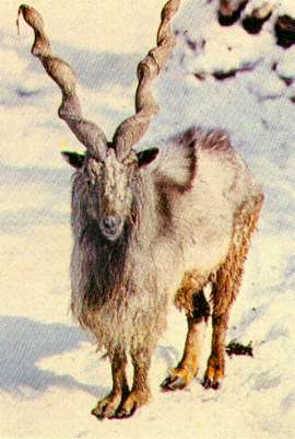 Markhor wallpapers ~ All About Pakistan