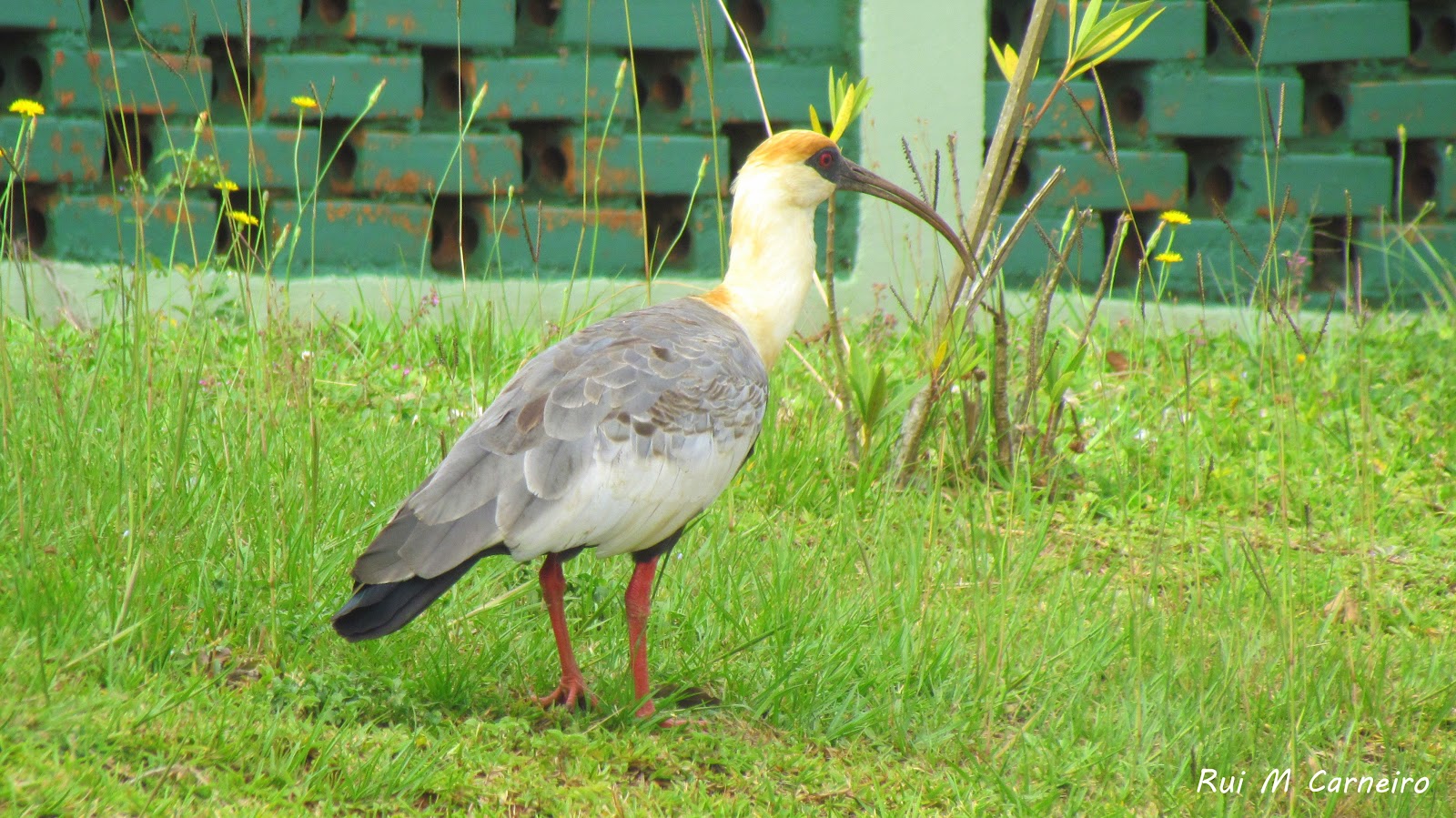 Desde Guarapuava: Curucaca